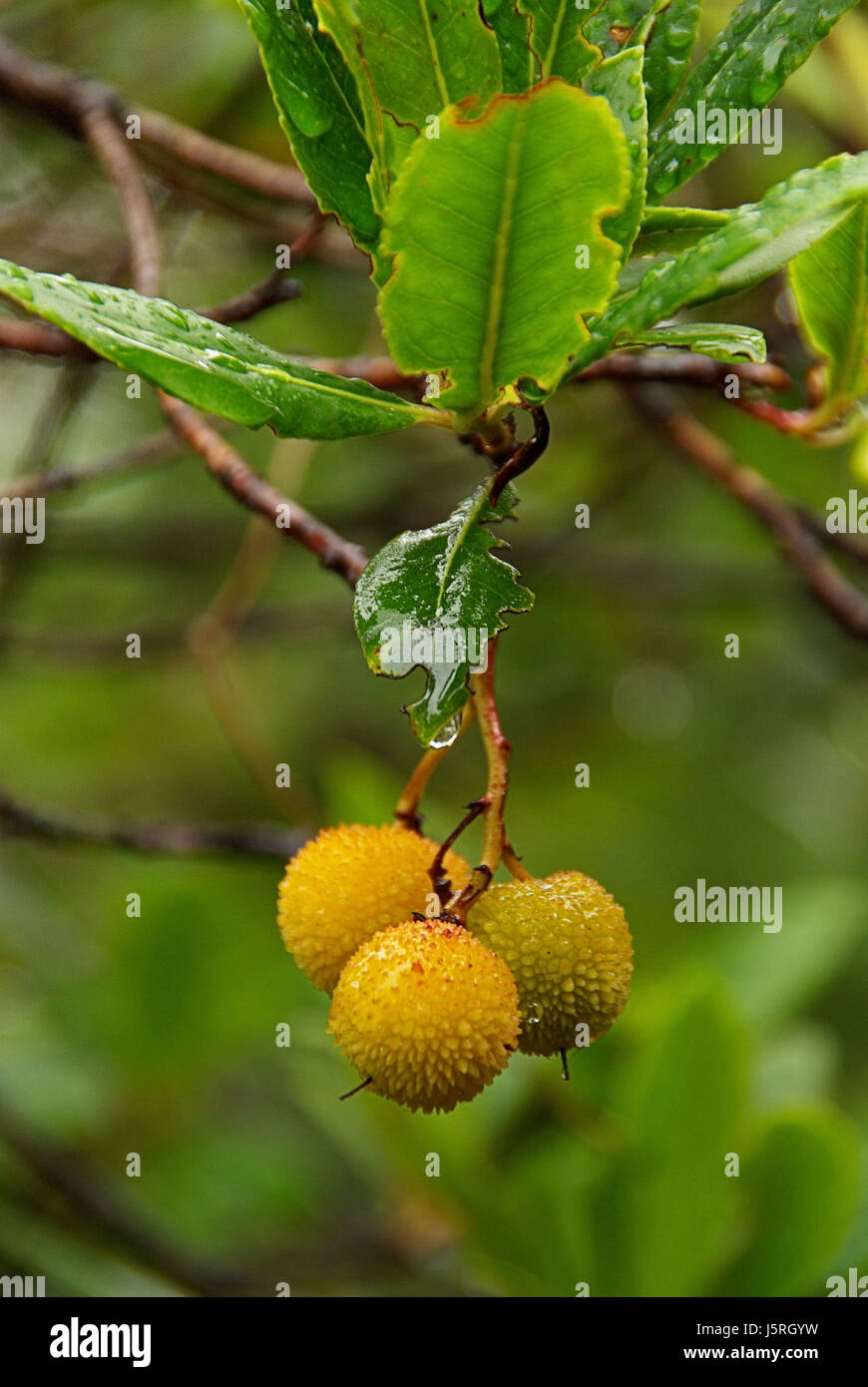 Medronho tree hi-res stock photography and images - Alamy