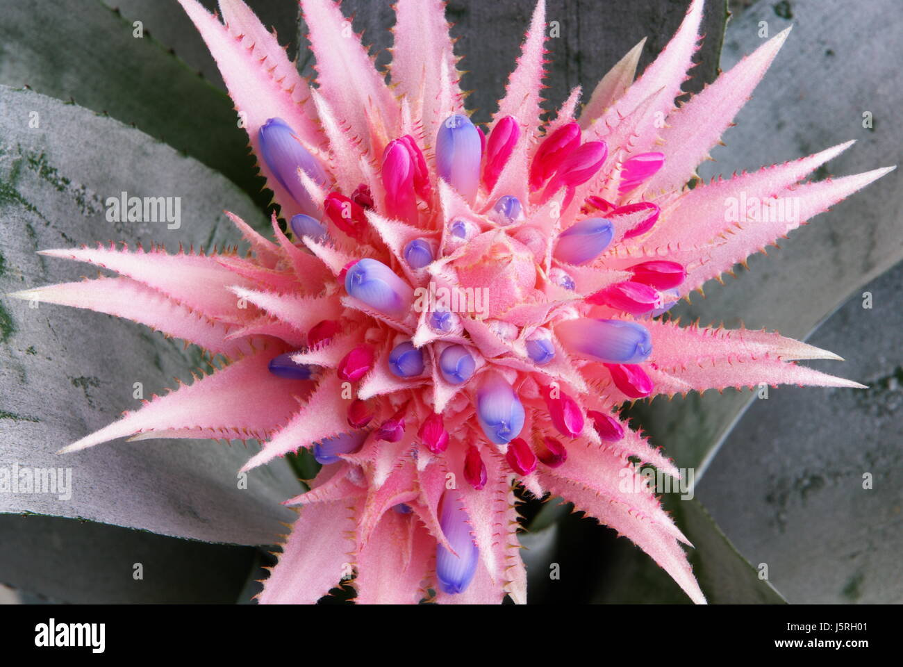 Trichterbromelie hi-res stock photography and images - Alamy