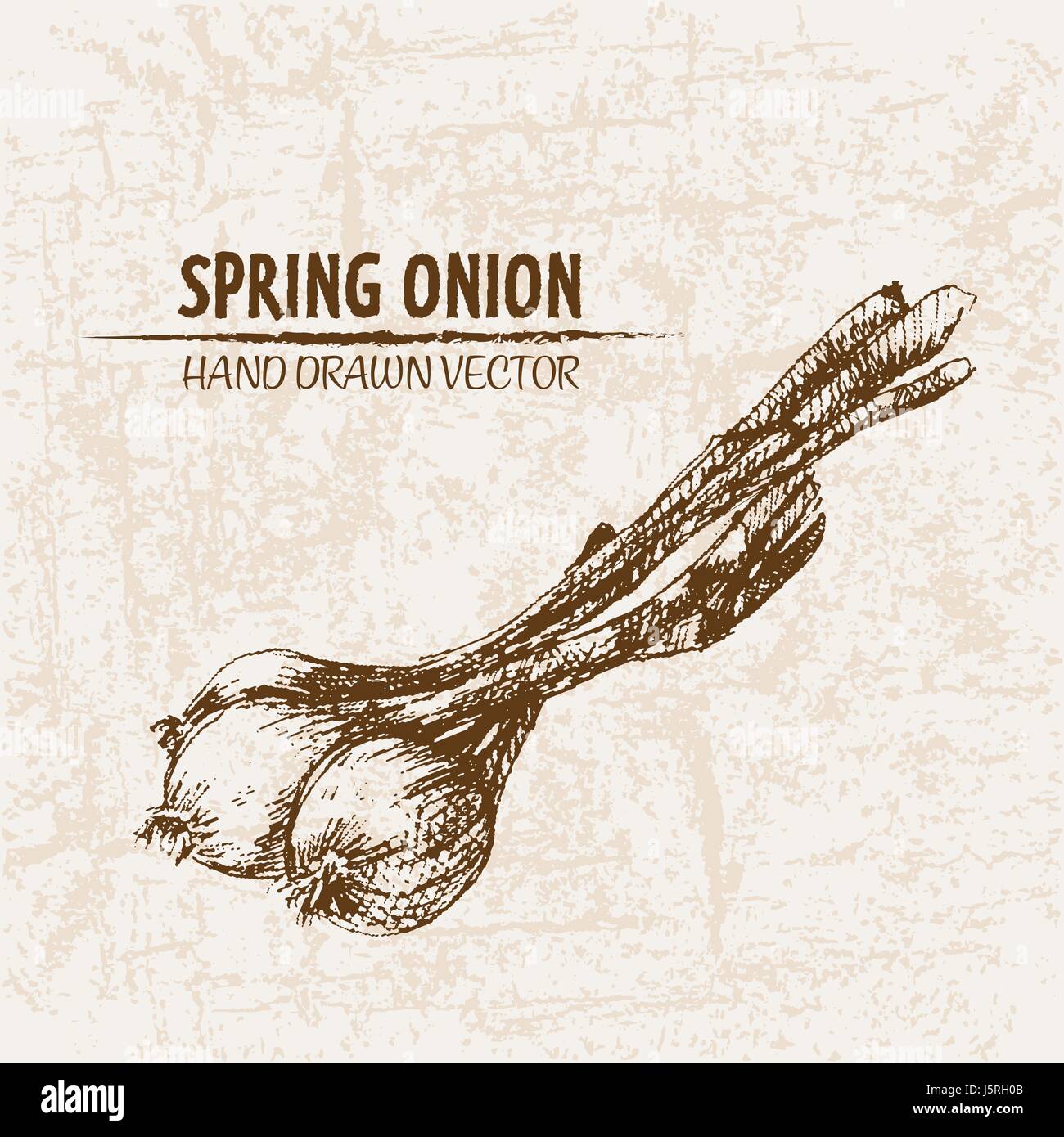 Digital vector detailed line art spring onion vegetable hand drawn ...