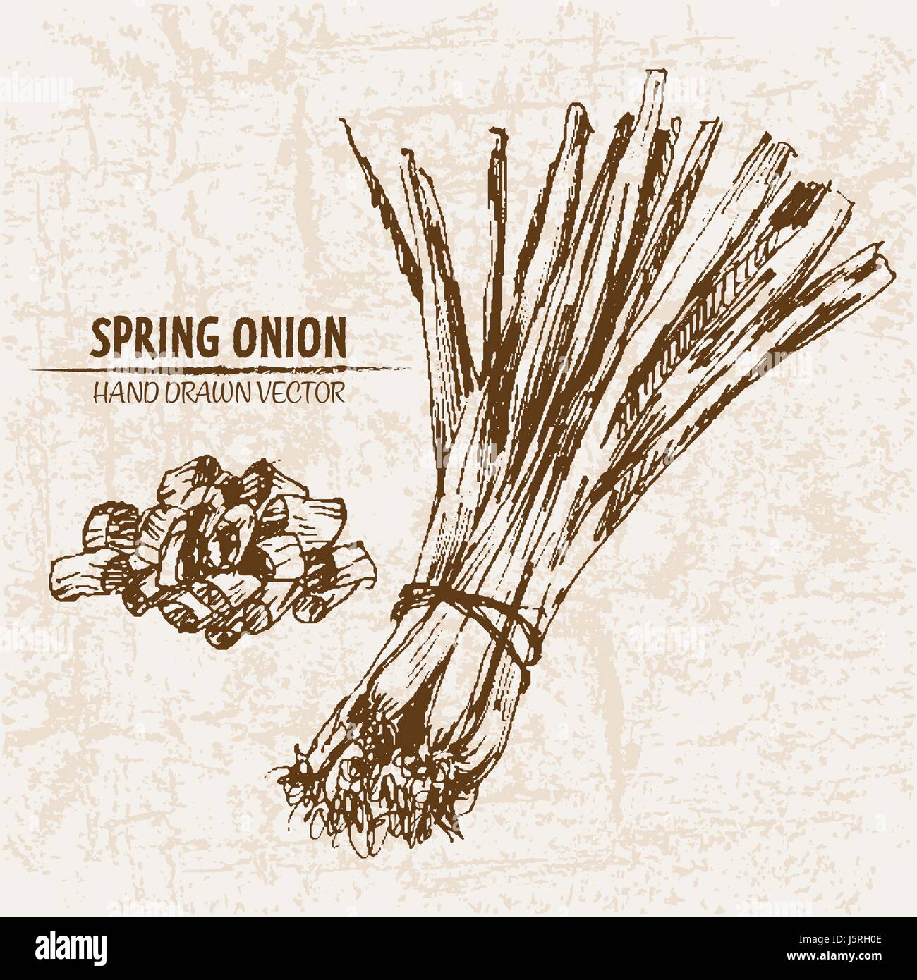 Digital vector detailed line art spring onion vegetable hand drawn ...