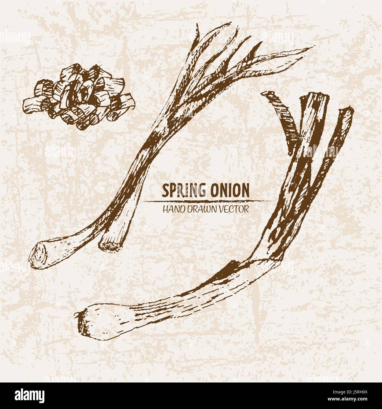 Digital vector detailed line art spring onion vegetable hand drawn ...