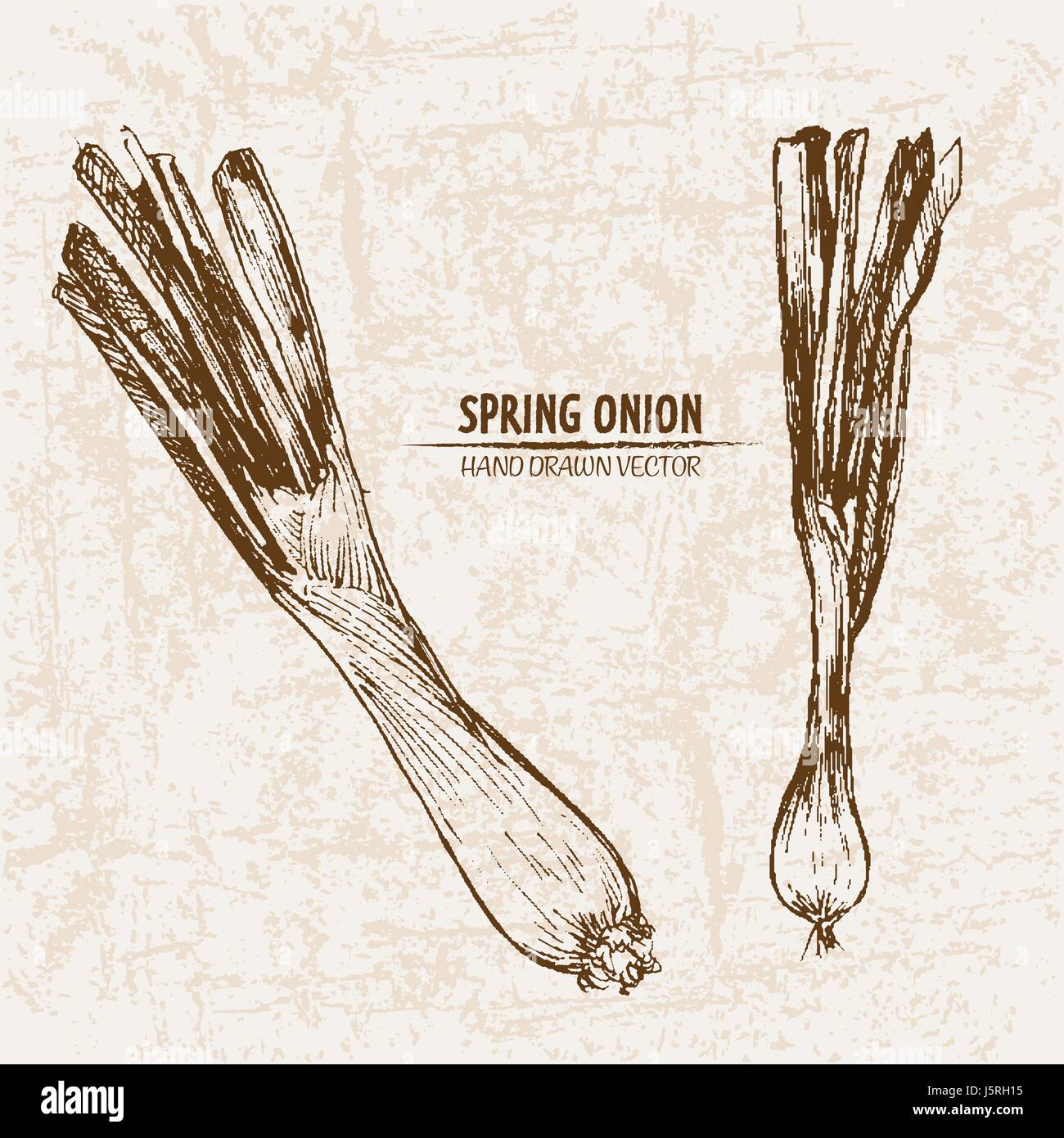 Digital vector detailed line art spring onion vegetable hand drawn ...