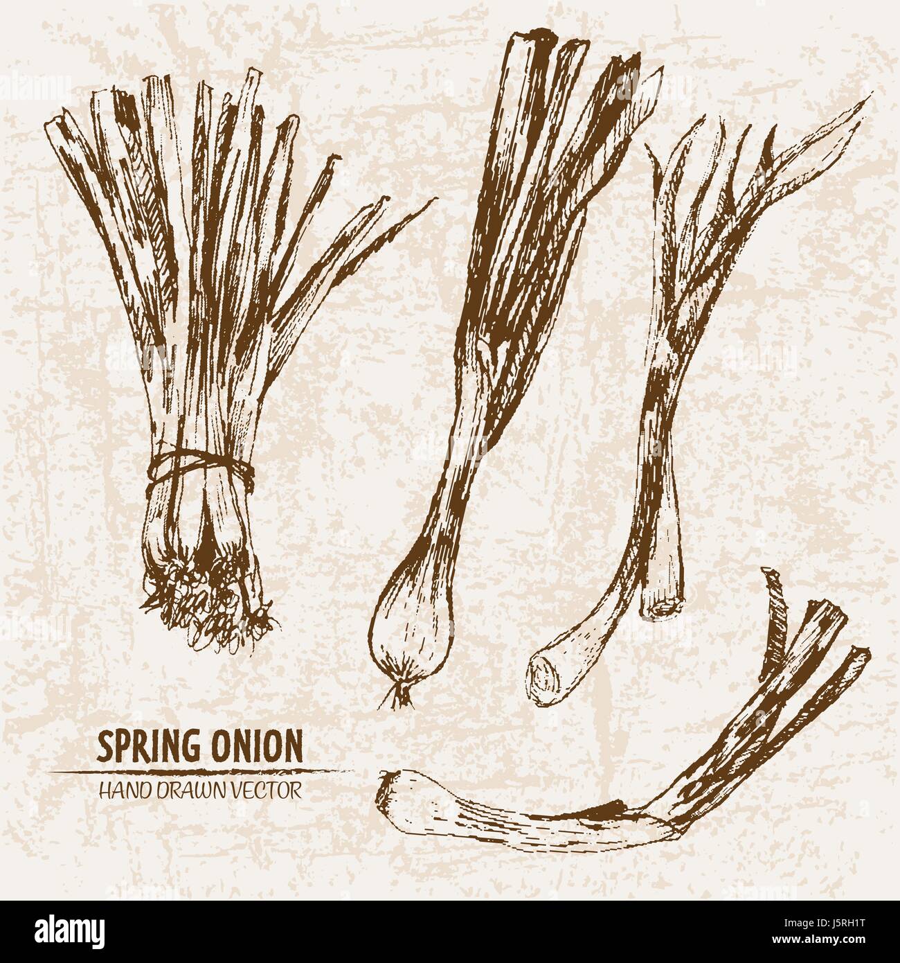 Digital vector detailed line art spring onion vegetable hand drawn ...