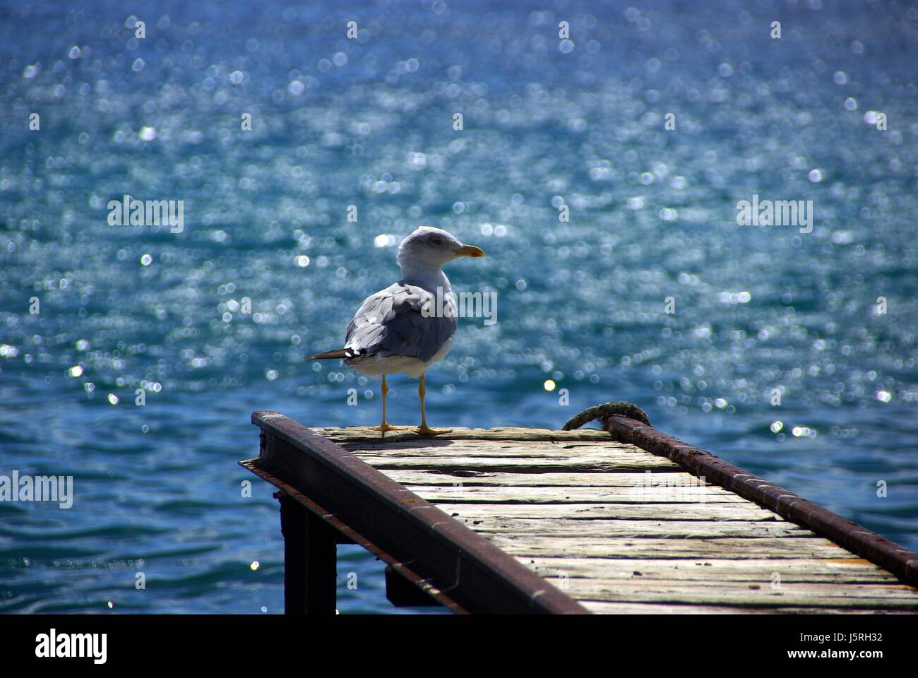 blue bird birds bridge feathering adriatic sea dock put sitting sit ...