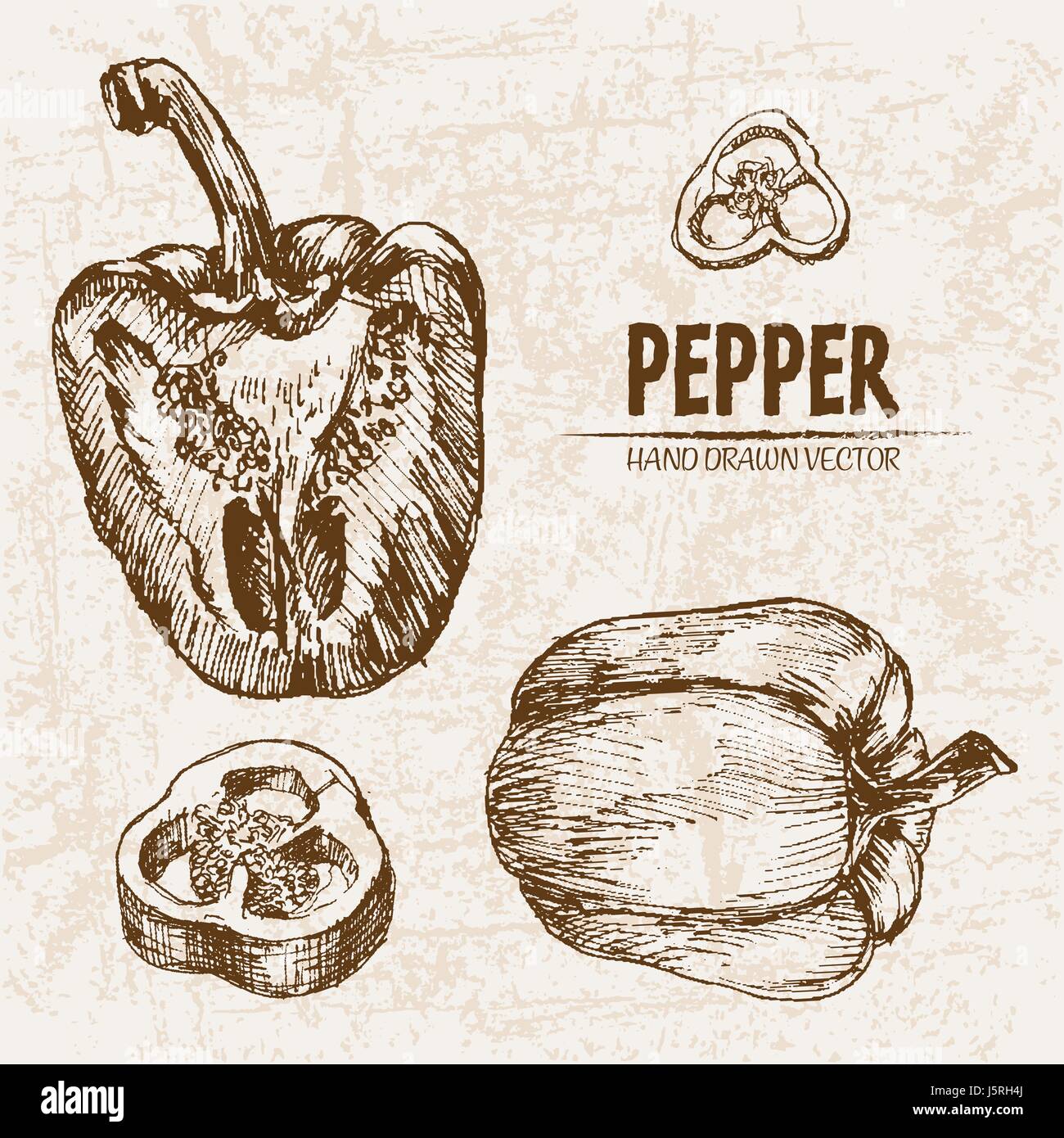 Digital vector detailed line art pepper vegetable hand drawn retro ...