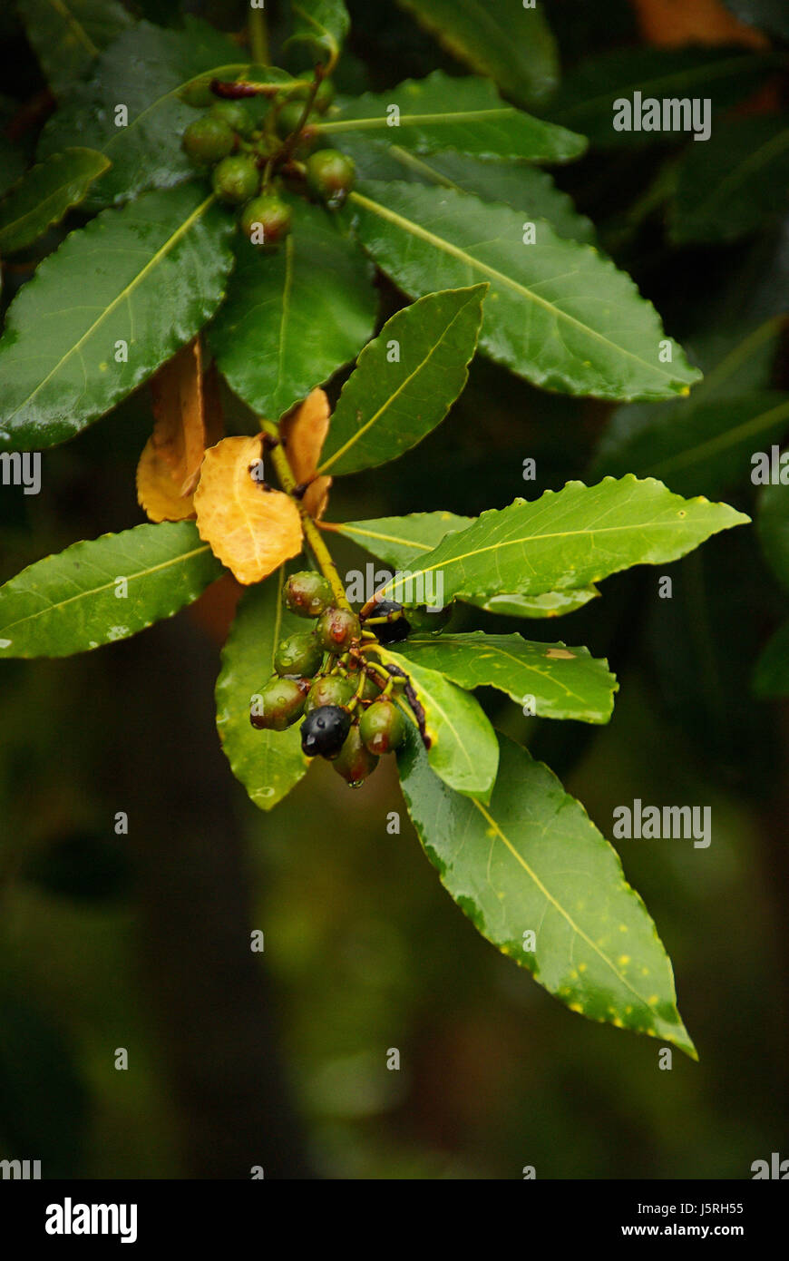 Noble laurel hi-res stock photography and images - Alamy
