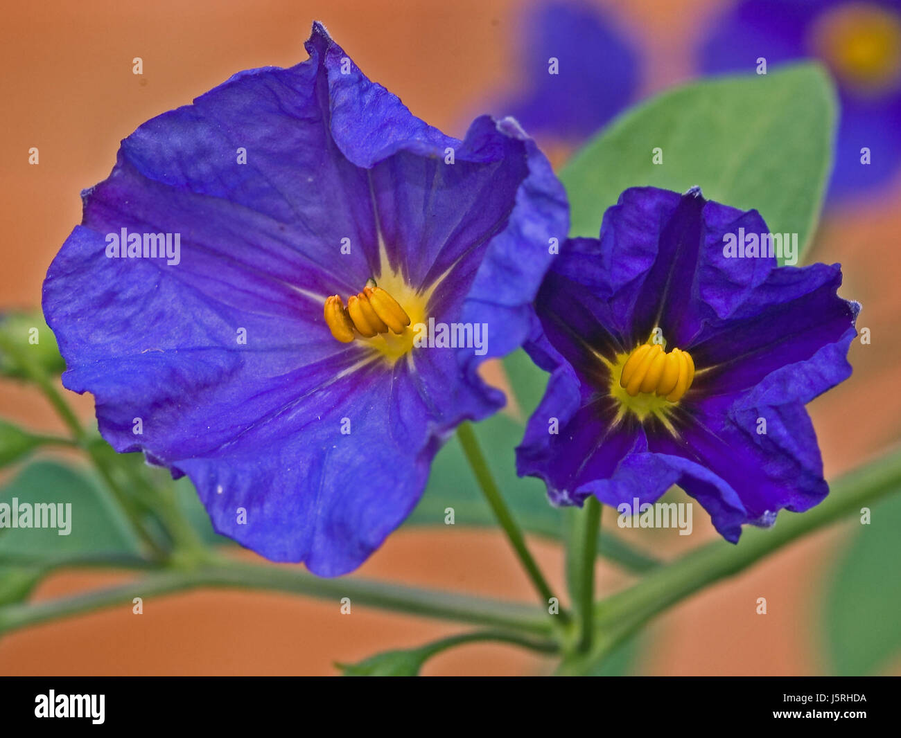 Blue Solanum Shrub Solanum Rantonnetii High Resolution Stock ...
