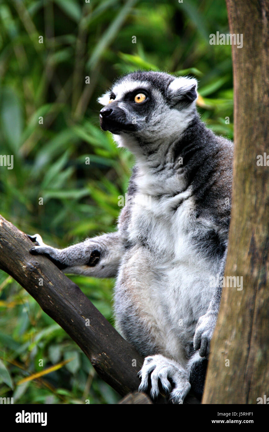 animal watchful sight view outlook perspective vista panorama lookout ...