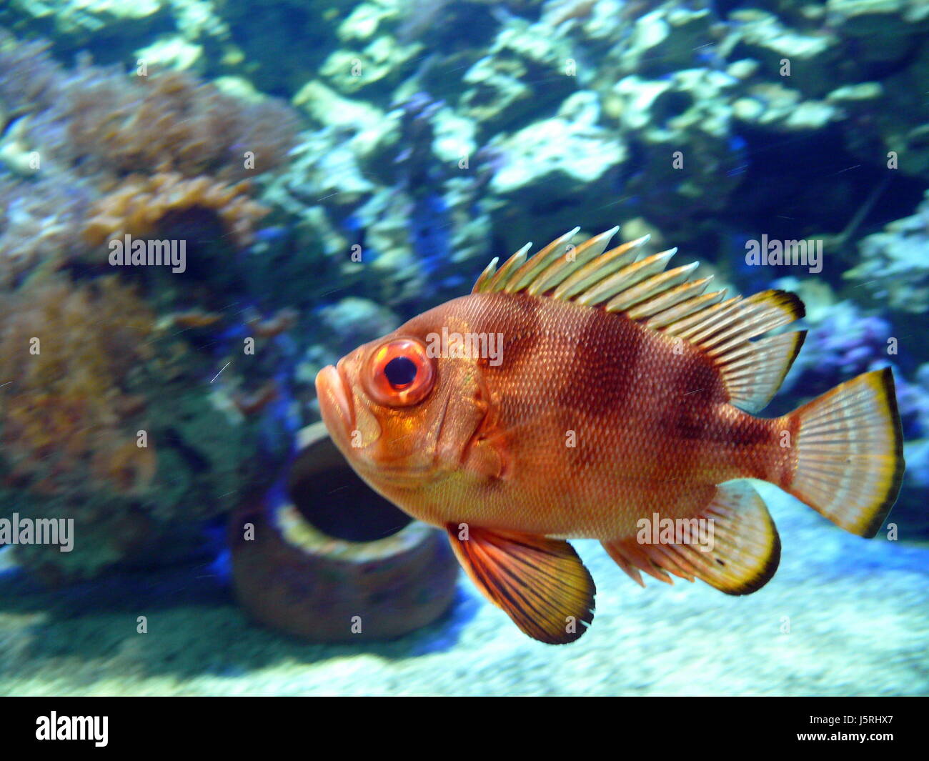 blue fish small tiny little short tooth harsh fin salt water sea ocean ...