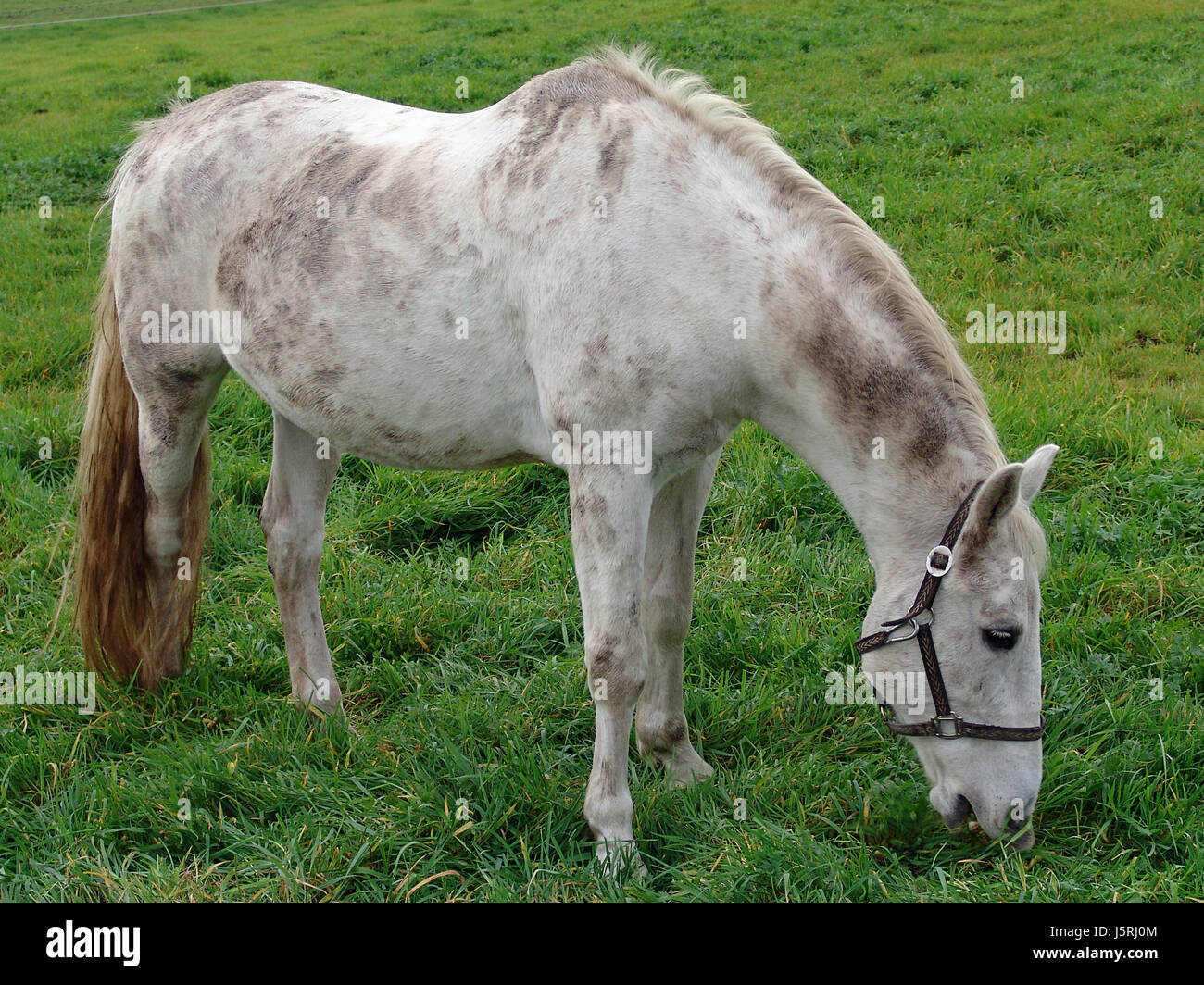 horse animal agriculture farming East Frisia graze lower saxony mold ...