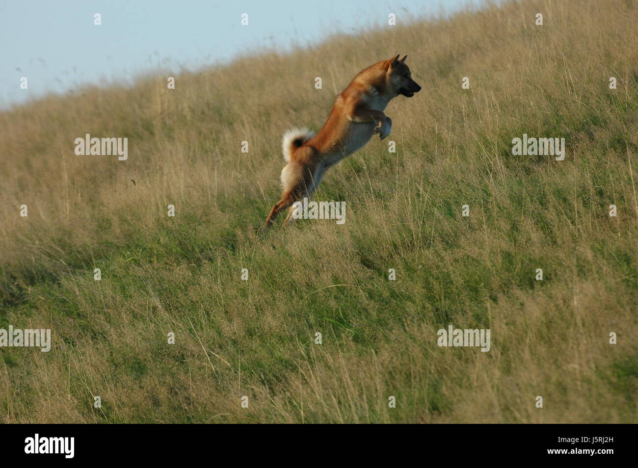 dog spring bouncing bounces hop skipping frisks jumping jump setting ...