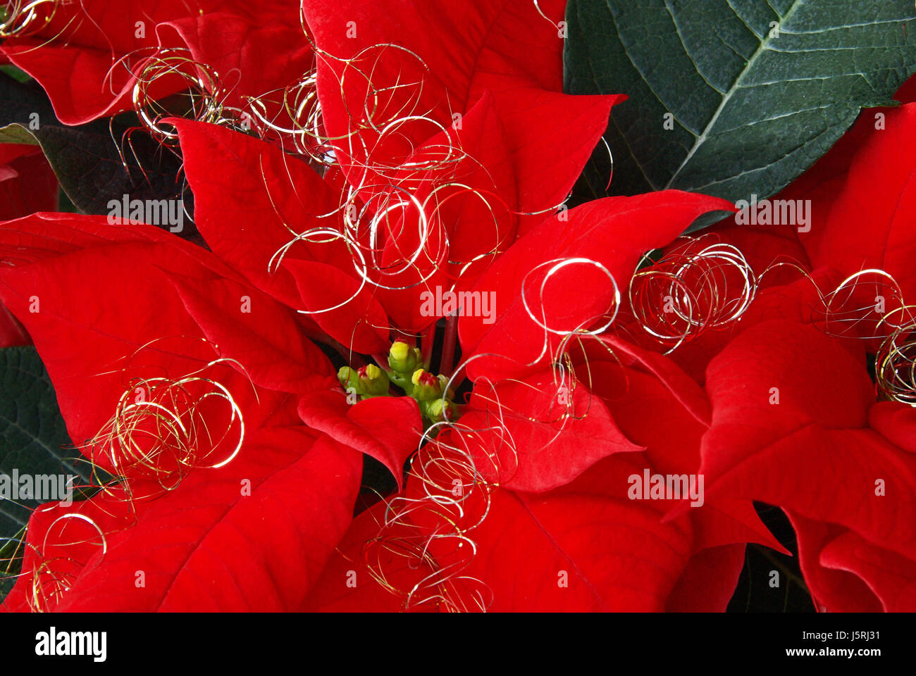 leaf holiday winter flower plant advent silver stamp party celebration ...