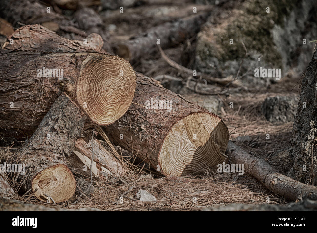 in the forest some cut trees and neddles like abstract background Stock ...