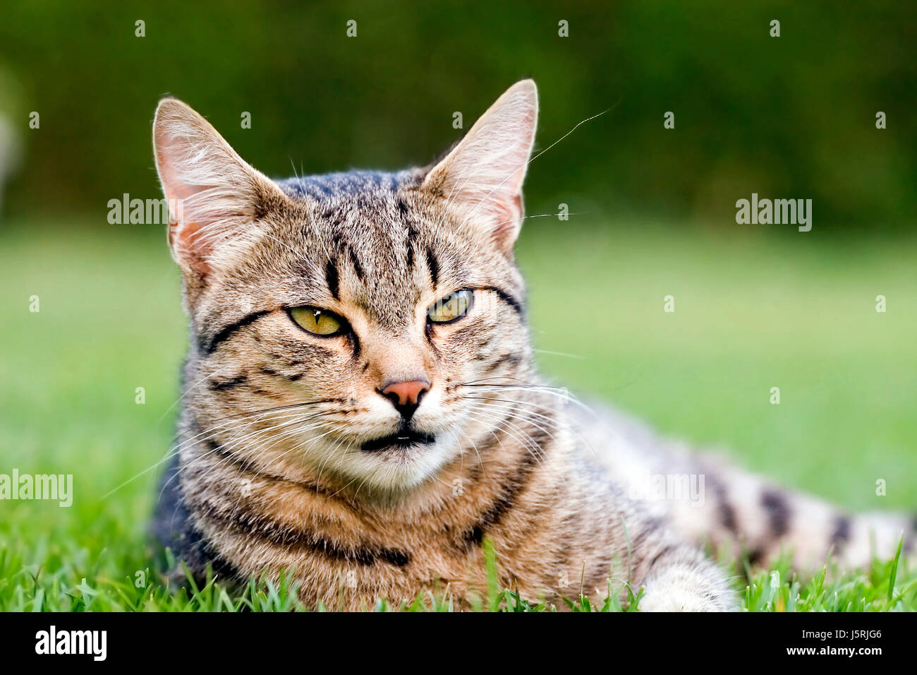 profile watchful pets cats look glancing see view looking peeking ...