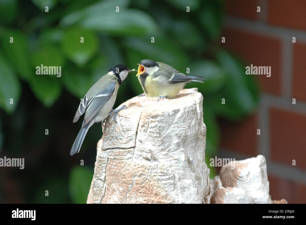stone insect bird hunger birds beak mothers titmouse opened beaks ...