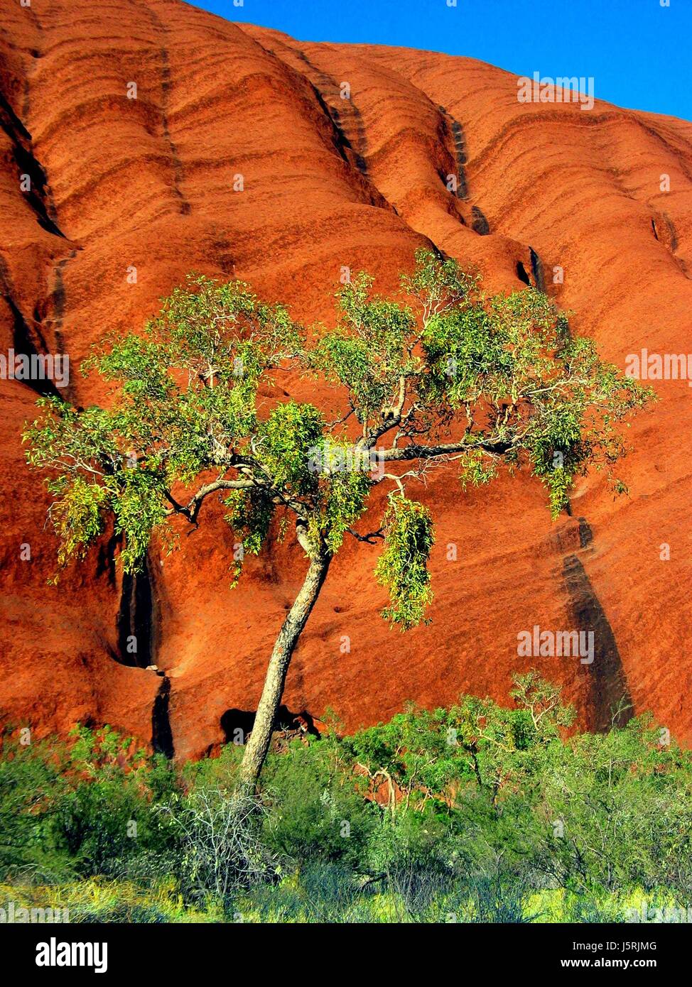 tree desert wasteland contrast rock australia bush aborigines outback ...
