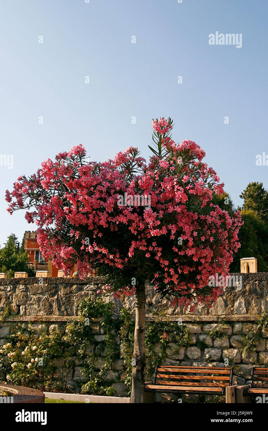 Oleander Standard Tree