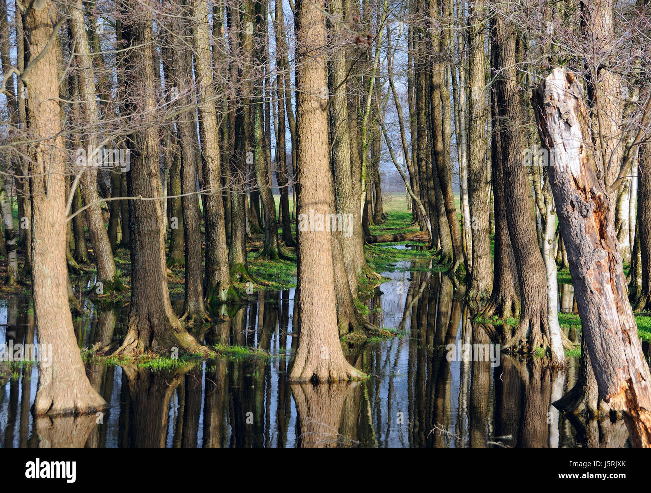 blue tree green wood trunk shine shines bright lucent light serene ...