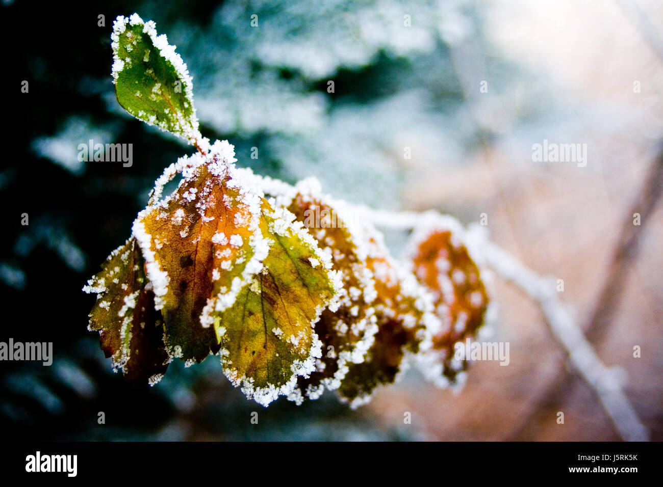 leaf winter cold coloured colourful gorgeous multifarious richly ...