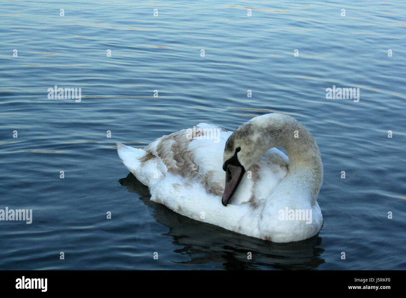 Walking swans hi-res stock photography and images - Alamy