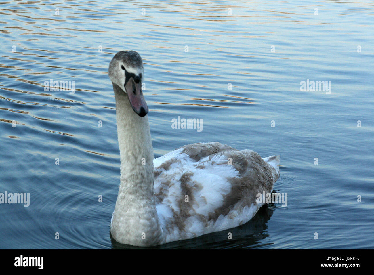 Walking swans hi-res stock photography and images - Alamy