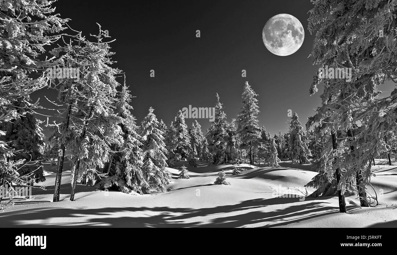 winter at night cold radio silence quietness silence uncanny firs ...