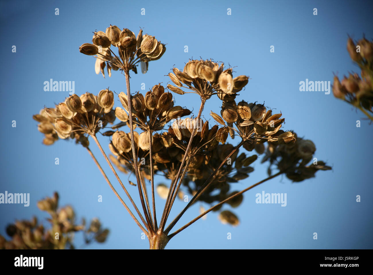 brown brownish brunette sperm dry dried up barren plant umbels acanthus ...