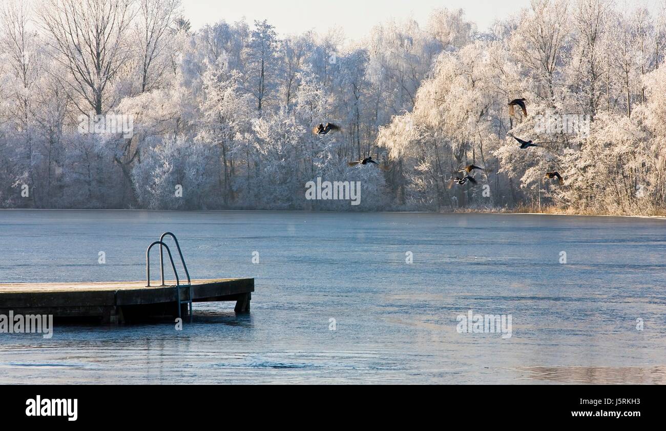 Birds flyby hi-res stock photography and images - Alamy