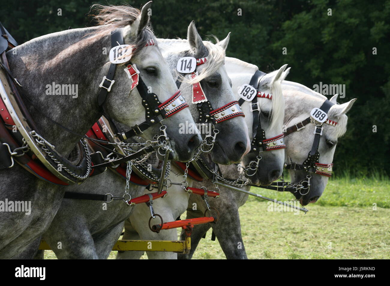 horse animal strong agriculture farming four horses harness coach farm ...