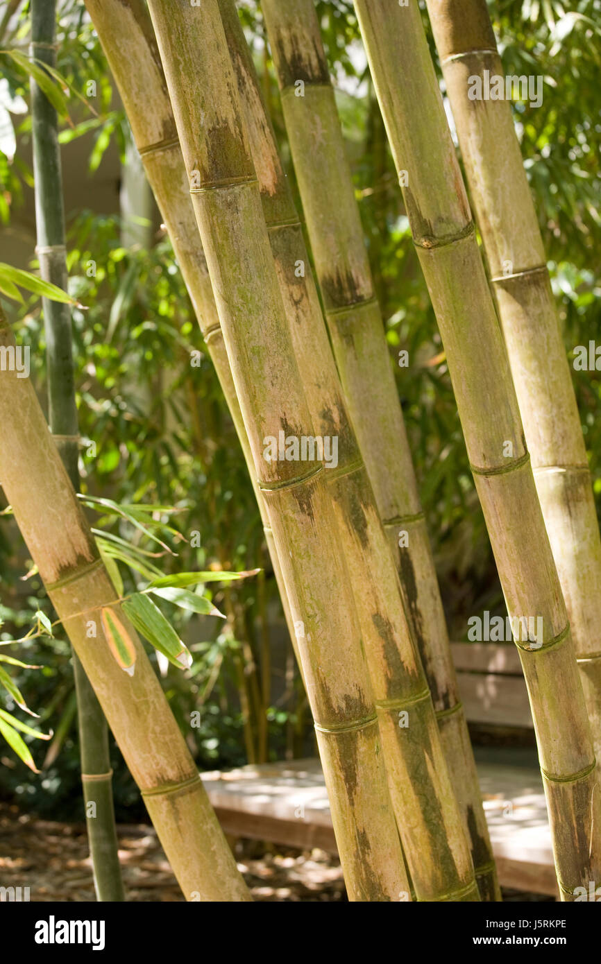 Bamboo grove in fall hi-res stock photography and images - Alamy
