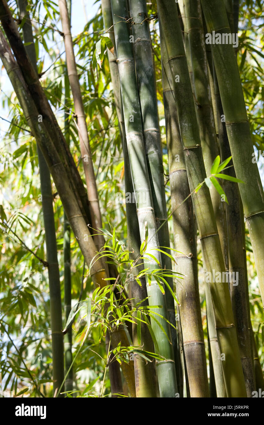 Bamboo in the park Stock Photo - Alamy