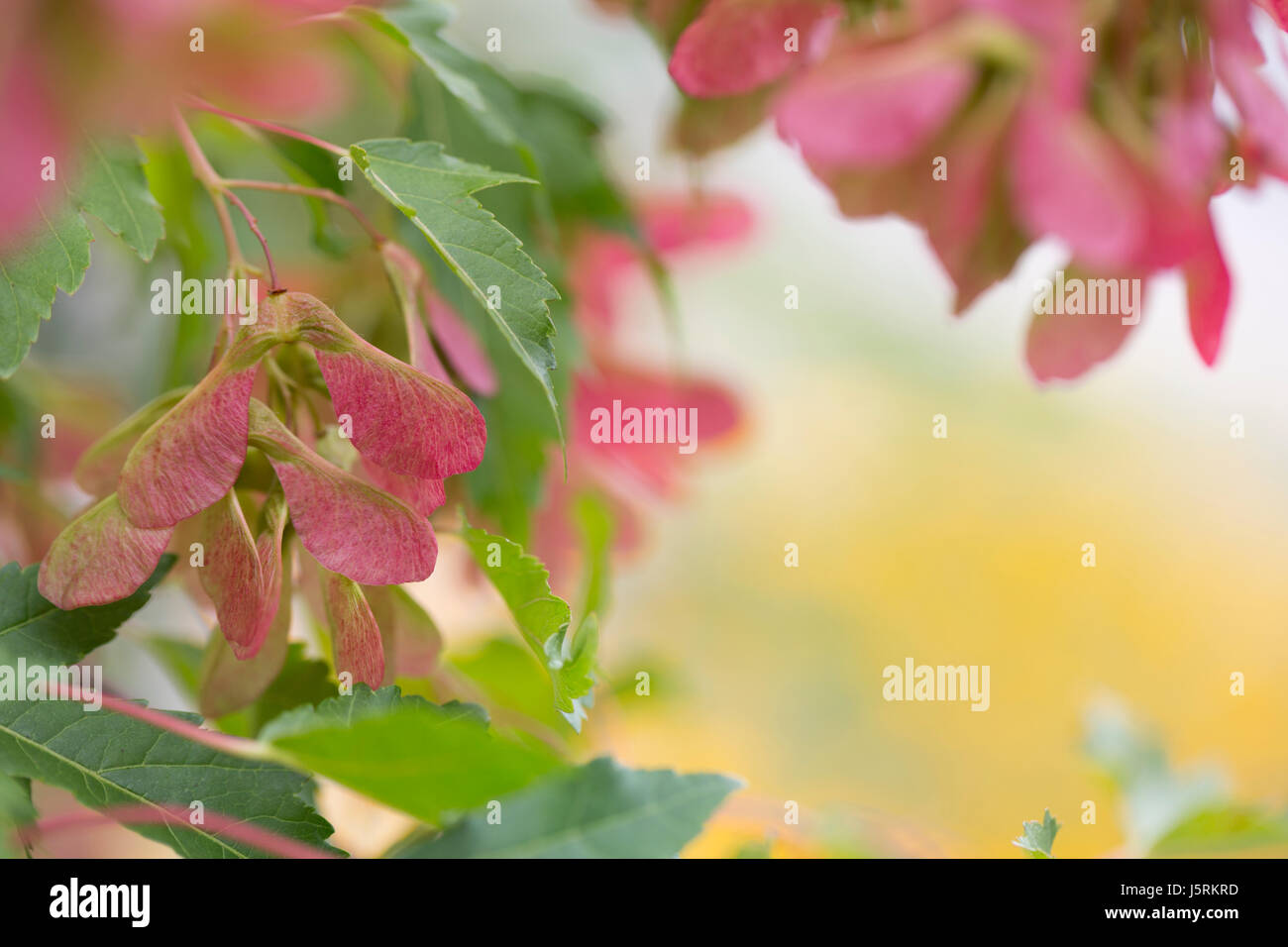 Grove of maple trees hi-res stock photography and images - Alamy