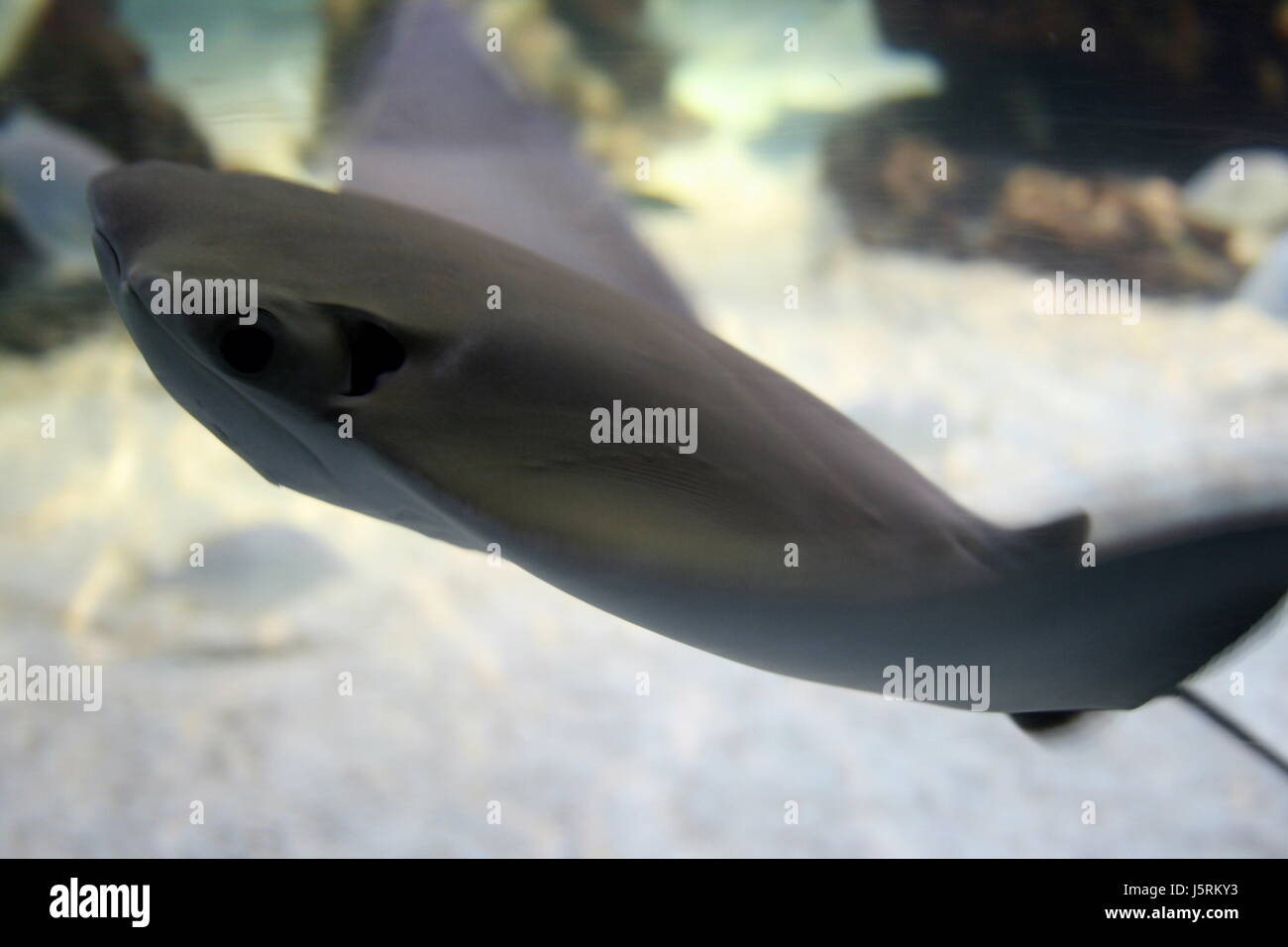 flight fish sail float fins pisces skate fin glide sea bottom salt ...