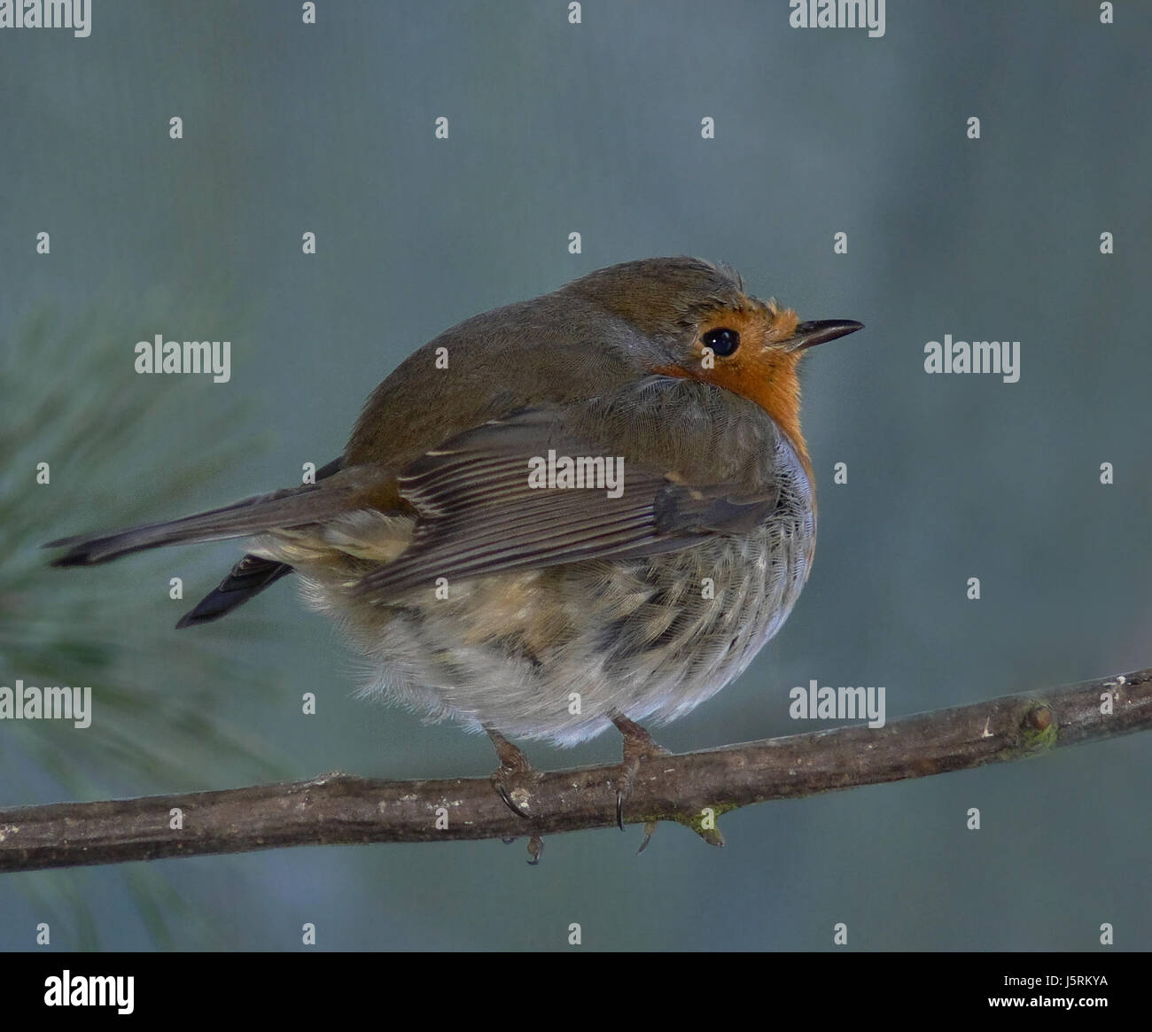 bird birds feathers feathering singing-bird insectivore insectivorous ...