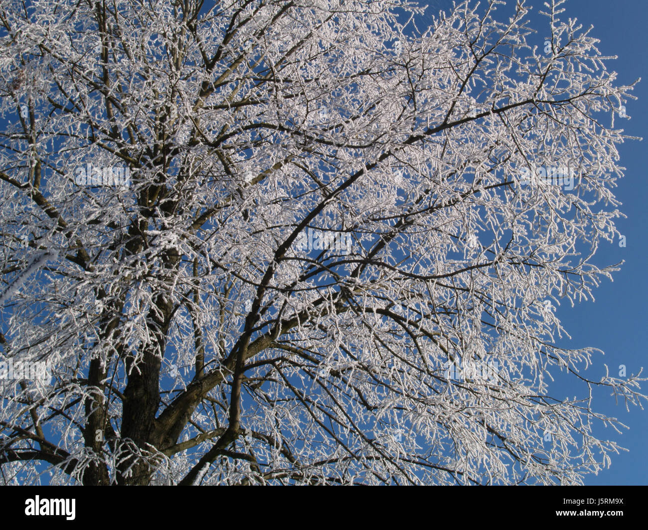 tree with hoarfrost Stock Photo - Alamy