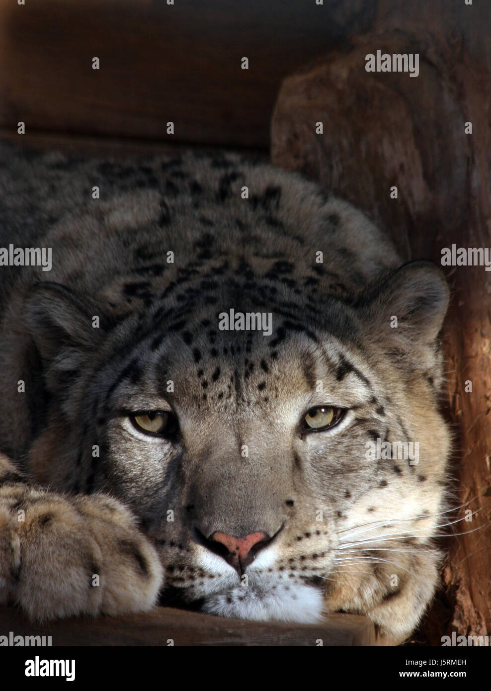 animal animals big cat feline predator eyes lie lying lies ears skin ...
