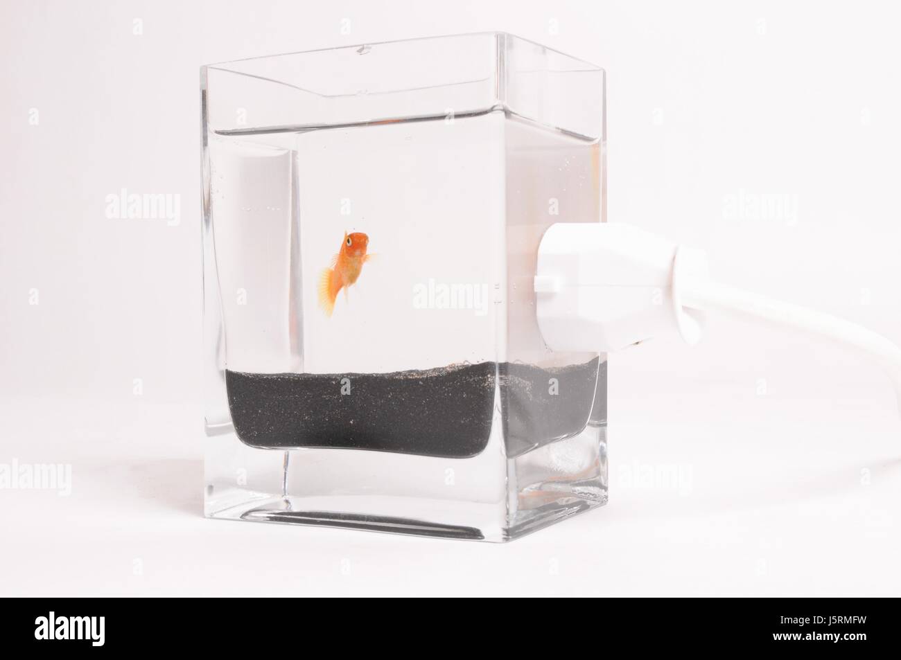 glass chalice tumbler environment enviroment future power station fish ...