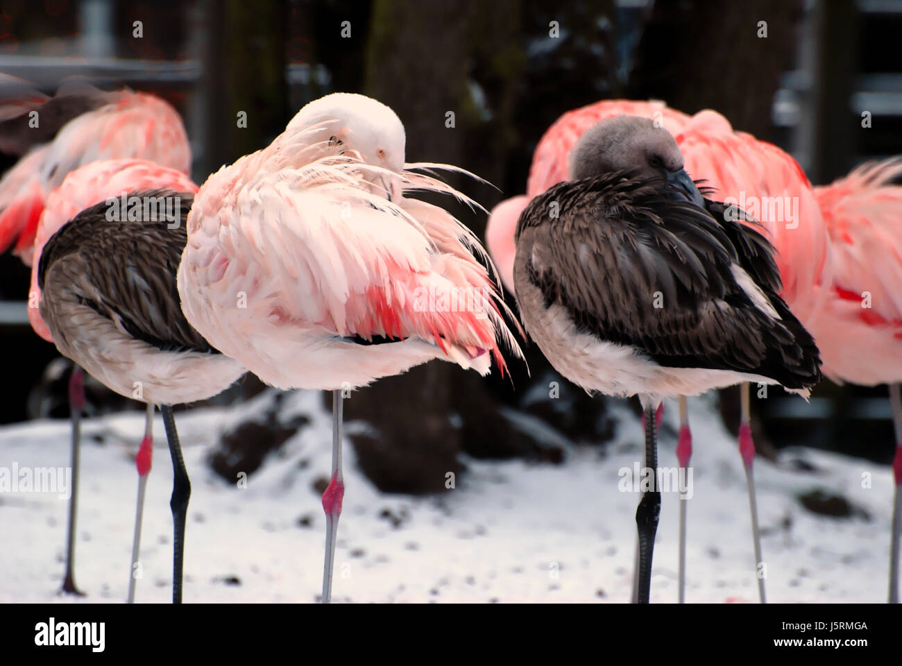 flamingos in the snow Stock Photo - Alamy