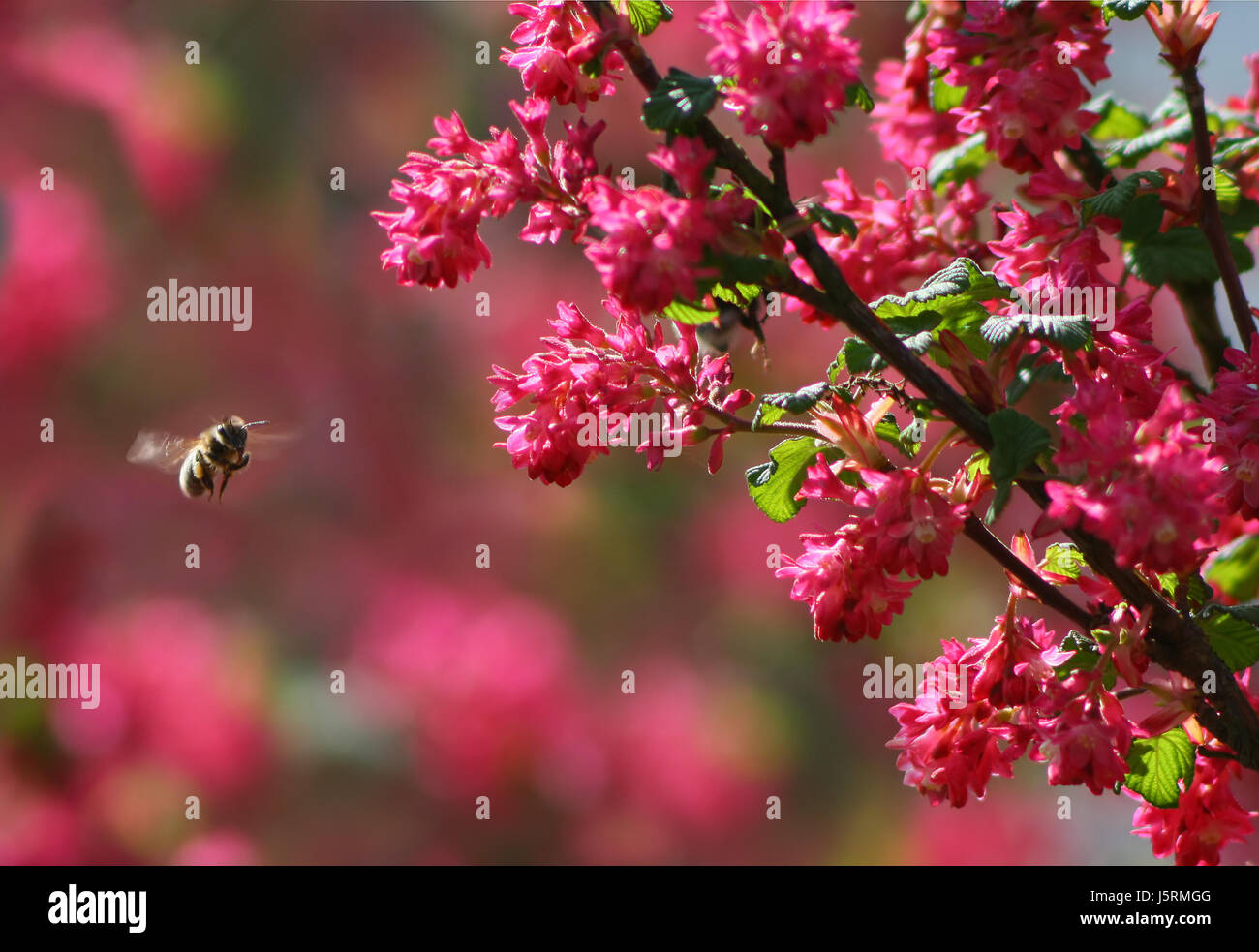 insect bloom blossom flourish flourishing spring flies fly flys flying ...