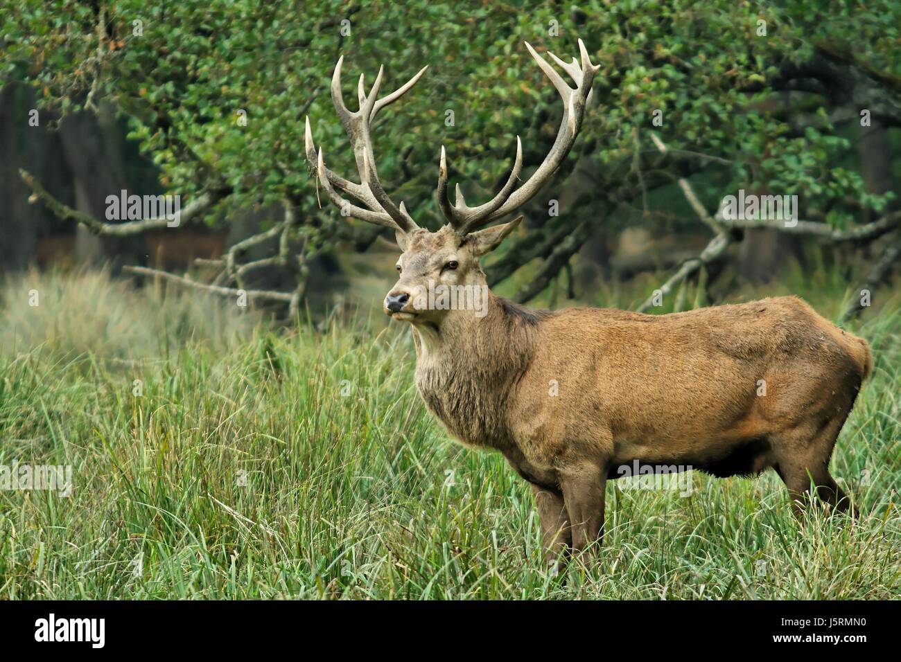 wild animals mammals wildlife leader captain chieftain chief boss ...