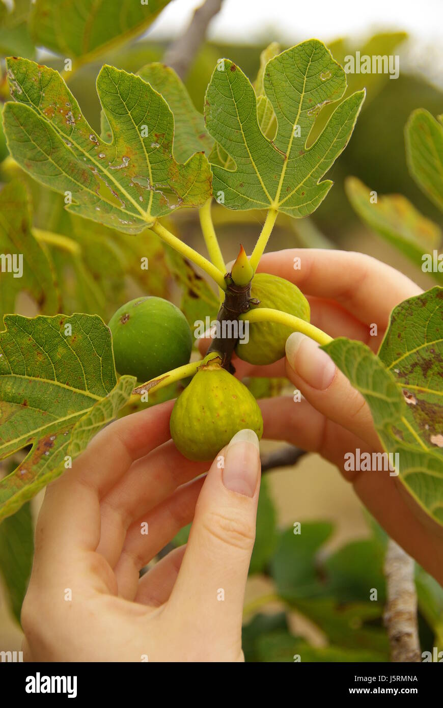 pick blue hand finger leaf sweetly tree green ripe branch fruit dainty ...