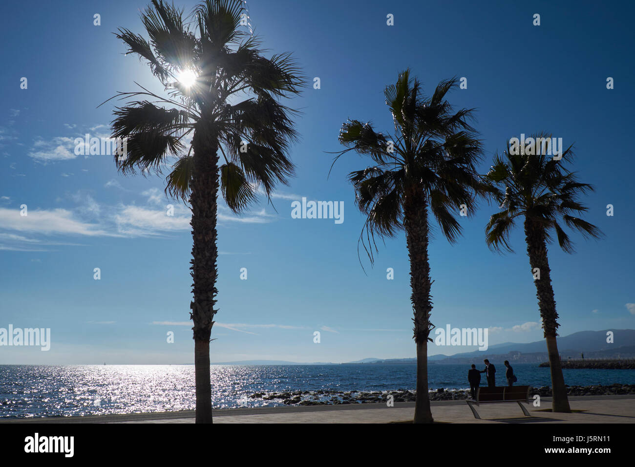 palms on the beach promenade Port Sóller,Mallorca,Spanien Stock Photo ...