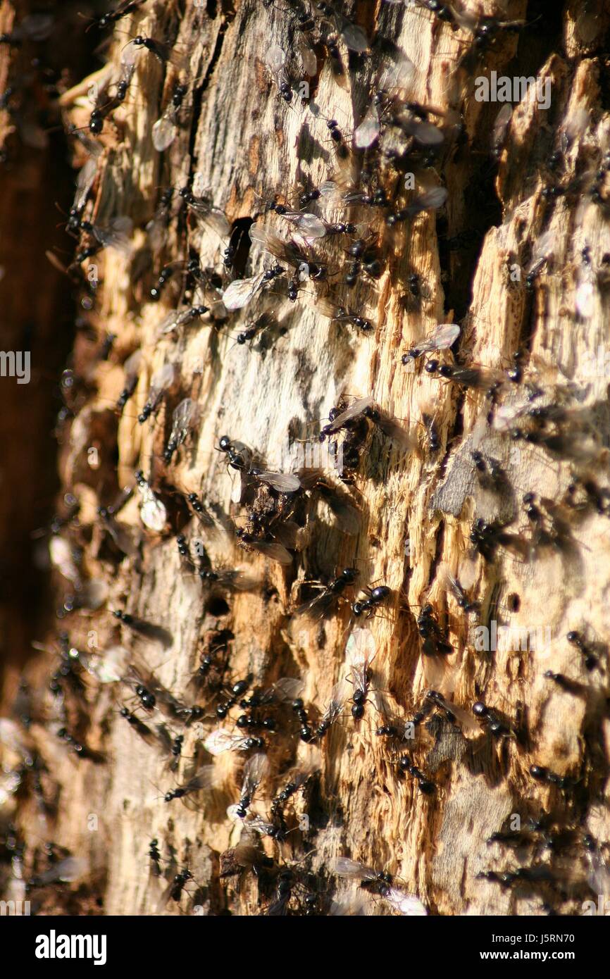 insect ant wing chaos ants queen swarm legs motion postponement moving ...