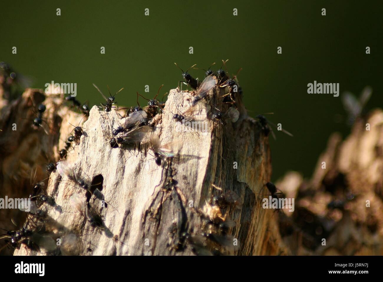 Close up crawling ants motion hi-res stock photography and images - Alamy
