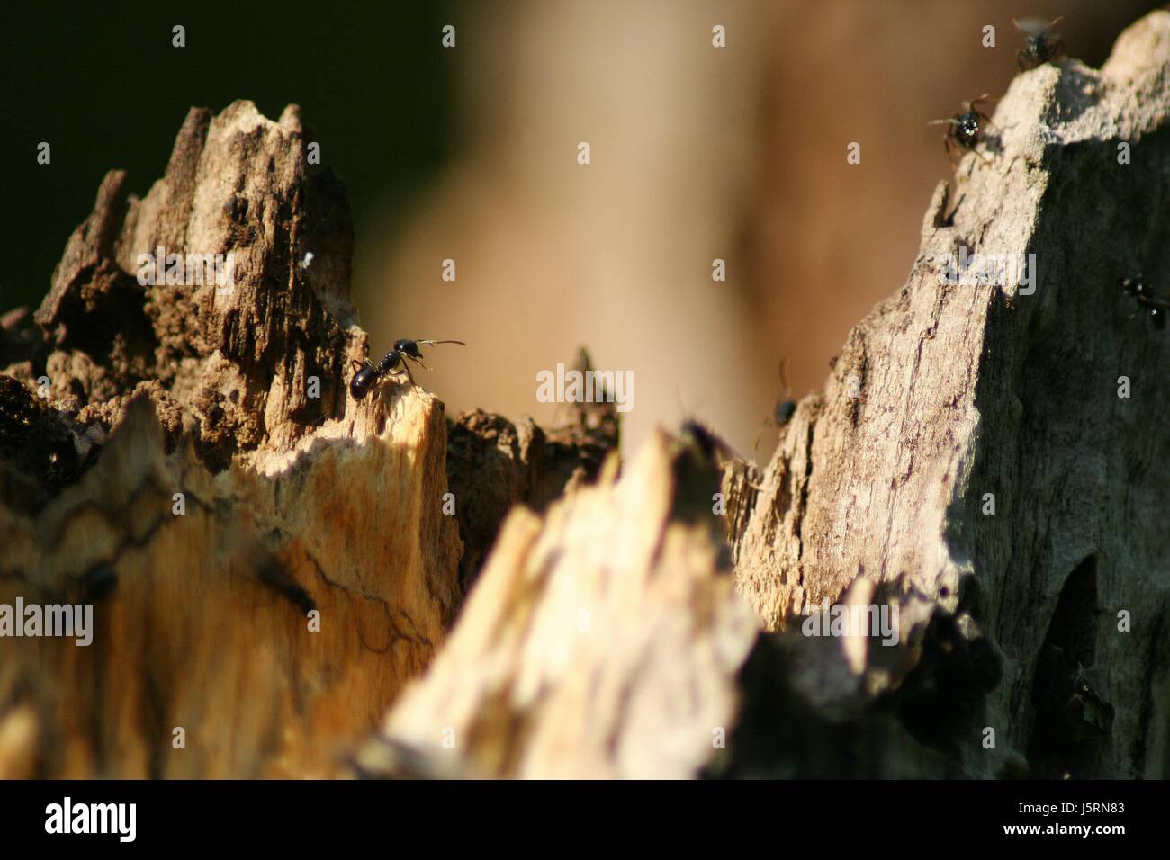 Sentinel pile hi-res stock photography and images - Alamy