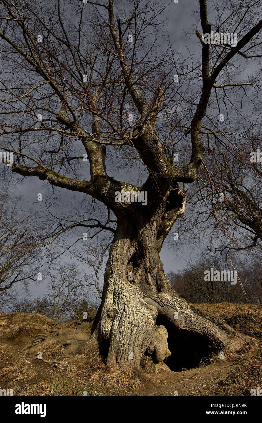 monument tree lime hollow sparse stinted old monument tree winter ...