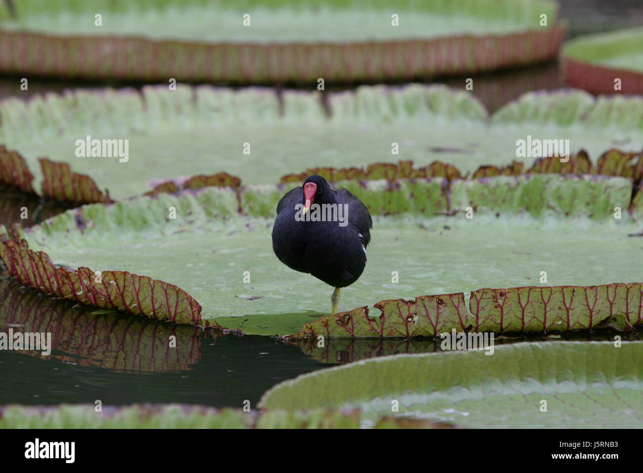 bird on giant lotus Stock Photo - Alamy
