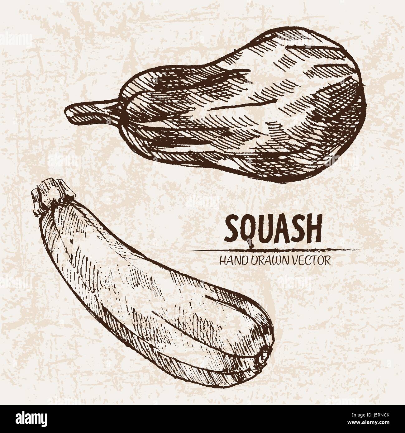 Digital vector detailed line art squash vegetable hand drawn retro ...