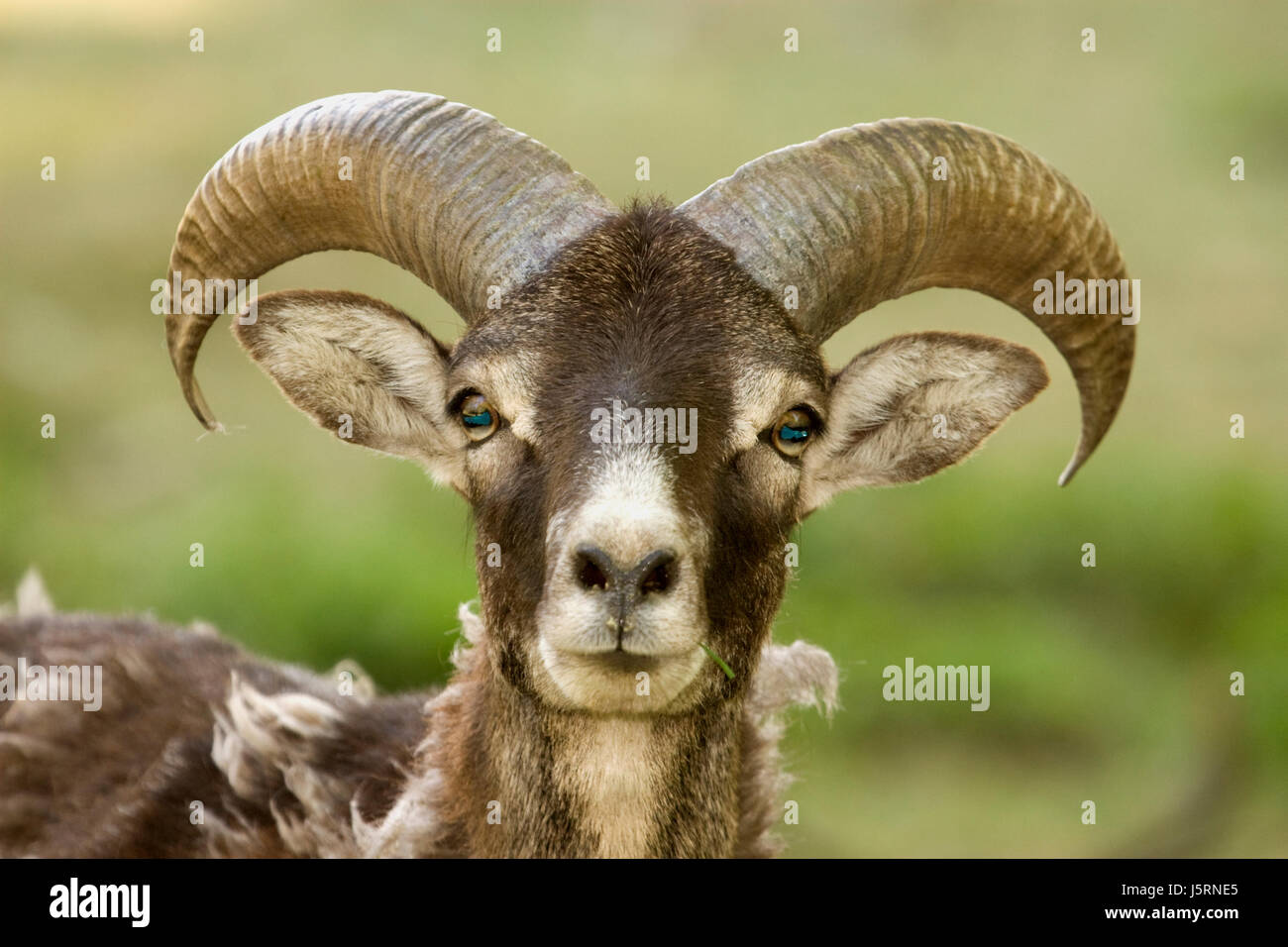 Bock goats hi-res stock photography and images - Alamy