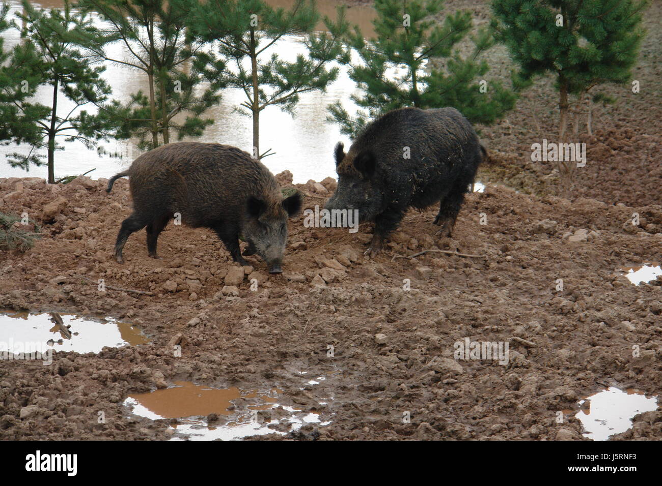 Fight fighting wild boar boars female forest free male pig pigs wildnis ...